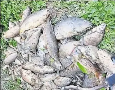 Heartbreak as hundreds of fish suffocate in oxygen-starved lake ...