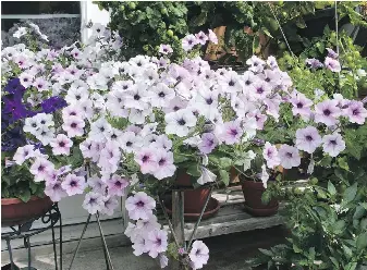 How to increase moisture retention for potted plants - PressReader