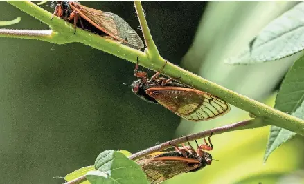 Rare dual cicada emergence has begun - PressReader