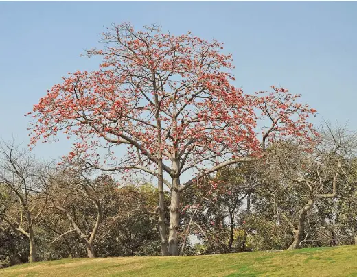 Semal trees are being wiped out in Rajasthan due to Udaipur’s Holi ...