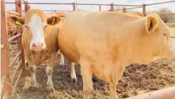 BMC GETS GREEN LIGHT FOR UAE BEEF EXPORT - PressReader