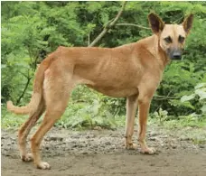 AFRICANIS: THE DOG OF AFRICA - PressReader