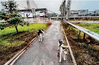 Can the dogs of Chernobyl teach new tricks on survival? - PressReader