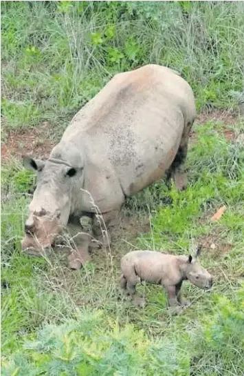 New rhino calf born at Care for Wild sanctuary - PressReader