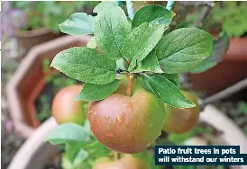 5 of the best fruit trees to grow in containers - PressReader