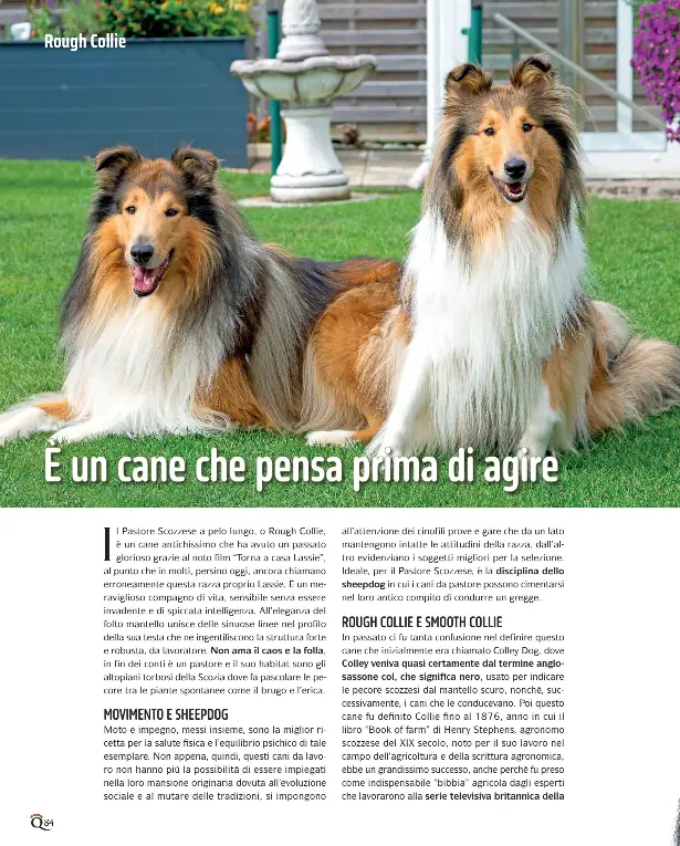 È un cane che pensa prima di agire - PressReader
