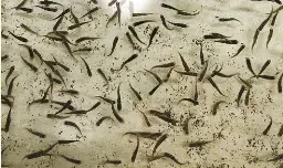 Creecy herhaal voorganger se ongeldige argument teen forel - PressReader