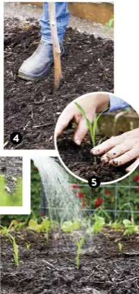 START CORN IN PUNNETS - PressReader