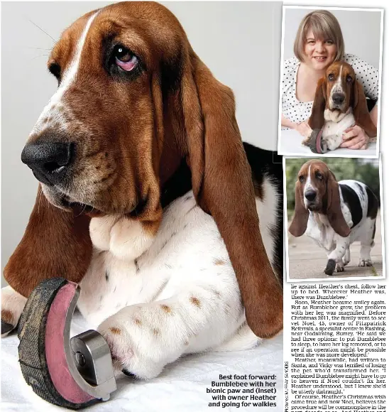 The £10,000 bionic basset hound - PressReader