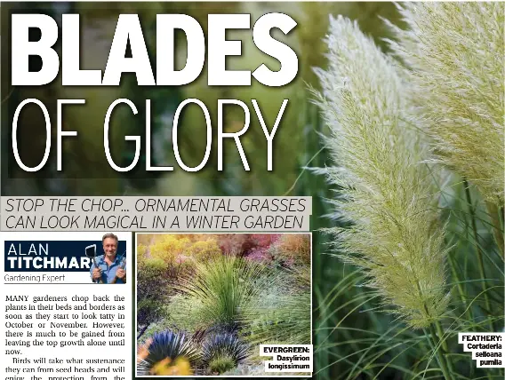 PLANT OF THE WEEK - PressReader