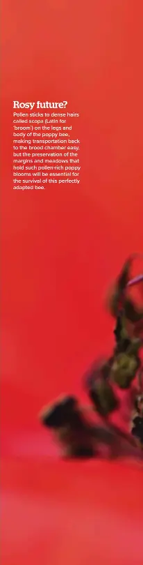 Rosy future? - PressReader