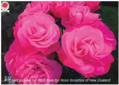 A year of roses - PressReader