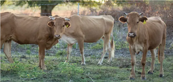 Yaqara Ranch – Far From its Vision - PressReader