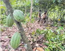 Soil moisture helps Ivory Coast’s main crop grow - PressReader