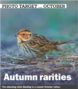 Autumn rarities - PressReader