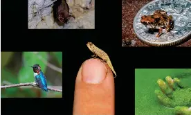 Who’s the smallest of them all? Meet the world’s amazing tiniest ...