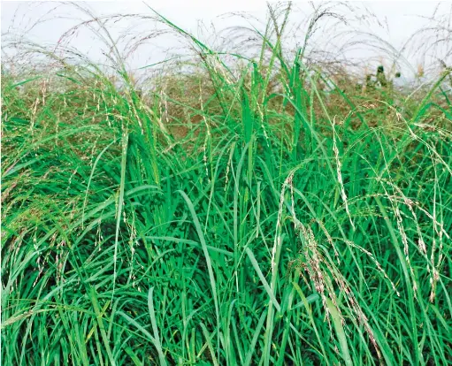 Teff: an excellent hay crop - PressReader