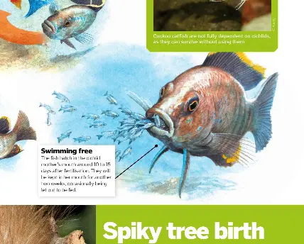 UNUSUAL BIRTHS - PressReader