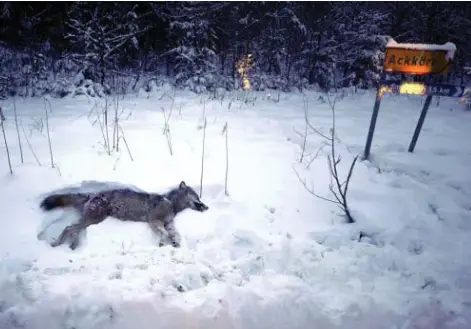 Zweden laat dertig wolven afschieten: “Barbaarse, bloeddorst­ige ...