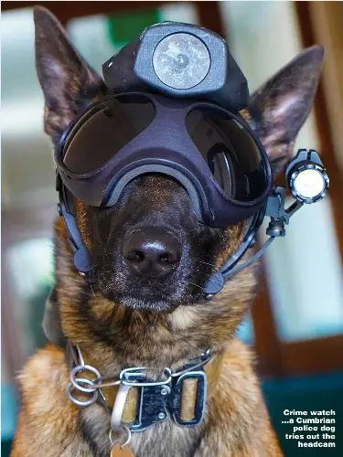K9 cam gives police dogs a head start - PressReader