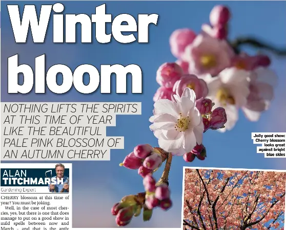 Winter bloom - PressReader