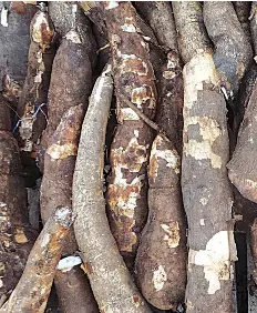 Estudo sobre industrial­ização da mandioca encontra-se na fase final ...