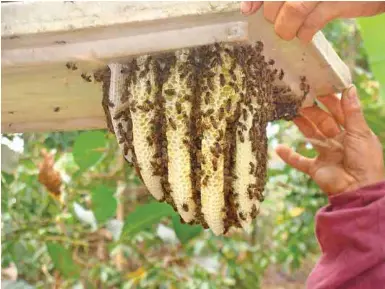 BEEKEEPING SERIES PART 3: THE MILEA BEE FARM’S WAY OF PROPAGATIN­G ...