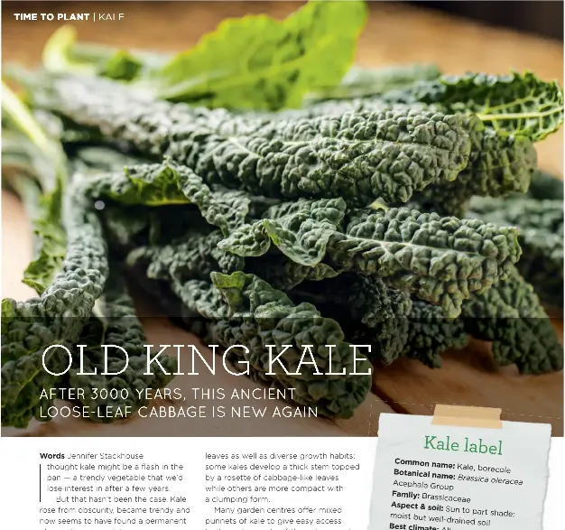 OLD KING KALE - PressReader