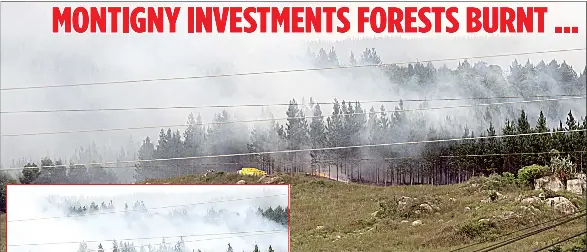 MONTIGNY INVESTMENT­S FORESTS BURNT ... - PressReader