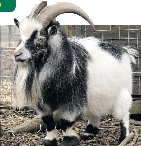The Pygmy, world’s smallest goat - PressReader