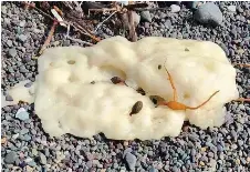 Alien poo or whale boogers? Globs on Canadian shores stump scientists ...