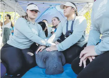 Nanichi y Bajarí vuelven al mar Caribe - PressReader