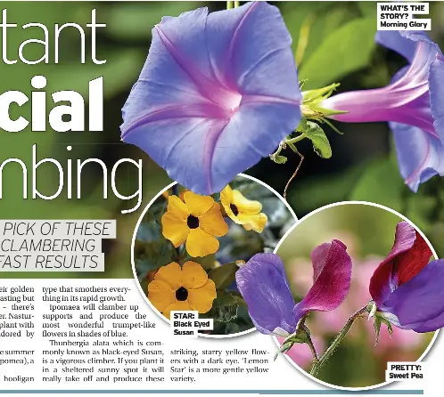 Instant YOUR GARDEN social climbing - PressReader