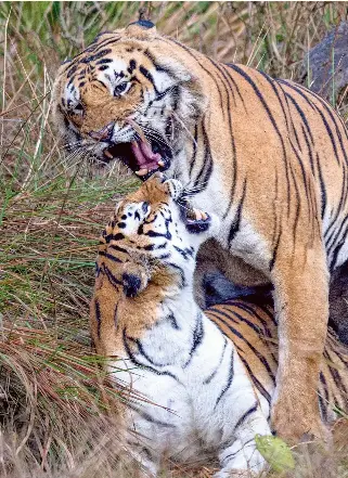 Tigers find a safe perch in Pench - PressReader