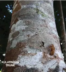 Kulatingan - PressReader