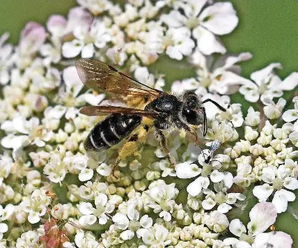 Declining ‘bug splats’ highlight insect plight - PressReader