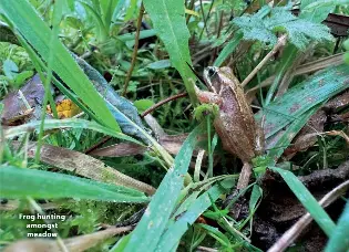 How to help frogs in your Ark - PressReader