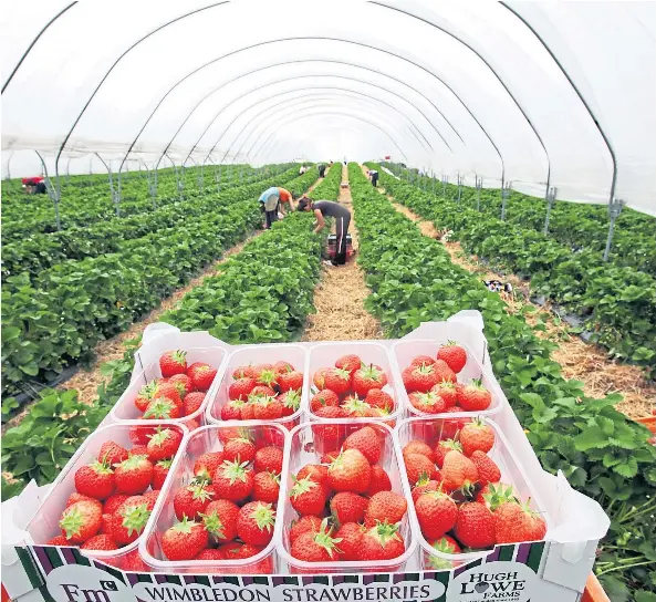 Growers predicting soft fruit shortage - PressReader