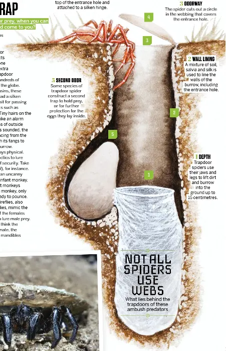 SETTING A TRAP - PressReader