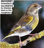 WINTER’S WILDLIFE Greenfinch is on path of recovery - PressReader