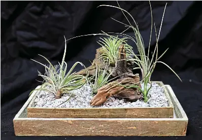 Let it snow, let it snow, let it snow - PressReader