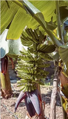 Grafting has gone bananas - PressReader
