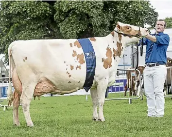 The Campbell brothers Dairy day sees Holstein take show inter-breed ...