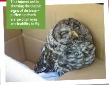 AVIAN SOS! - PressReader