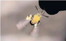 Migrating giant honey bees need their rest stops - PressReader