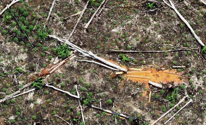 Amazônia pode ter taxa recorde de queimadas - PressReader