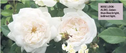 Range of flowers to spoil mom - PressReader