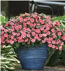 Some rewarding summer flowers - PressReader