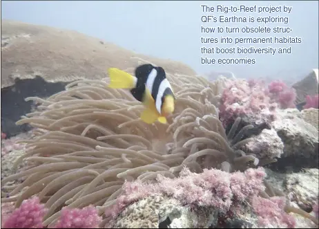 Turning Qatar’s oil rigs into thriving marine habitats - PressReader