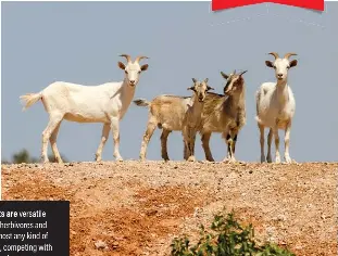 The trouble with goats - PressReader